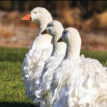 Sebastopol Geese Facts and Breeding History - Backyard Poultry